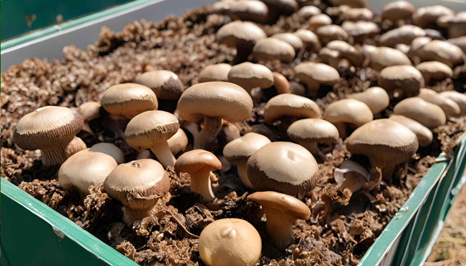 Common Problems When Growing Shiitake and How to Solve Them – ToshiFarm