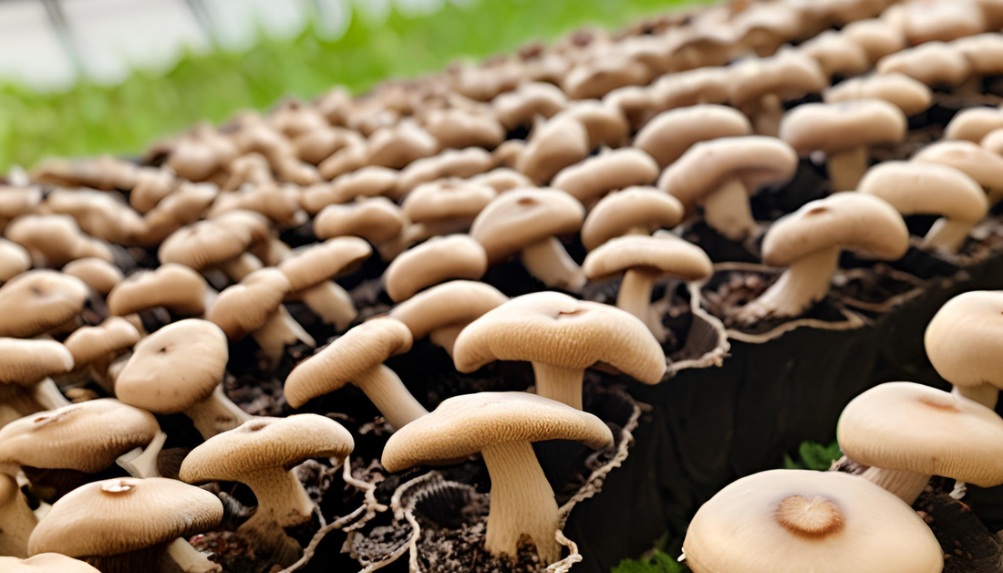 Substrate Preparation for Shiitake Mushrooms – ToshiFarm