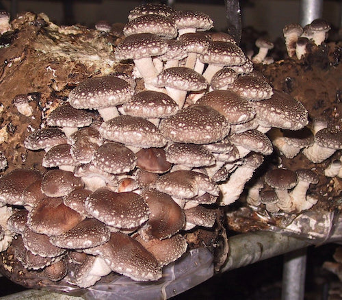 Plug spawn for Shiitake – ToshiFarm